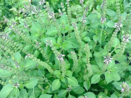 Homage to Holy Basil (Sacred Tulasi Devi) - Plants enChant